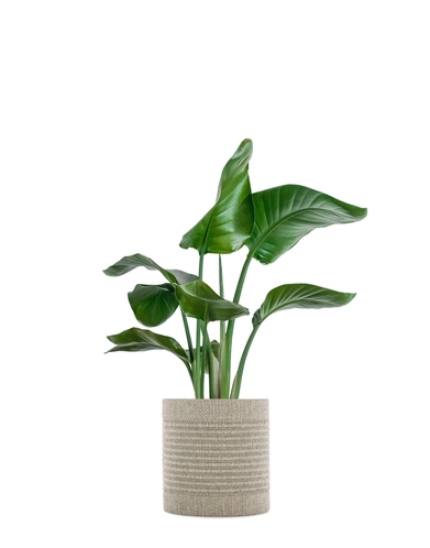 Furnishing Accessories | Kartell